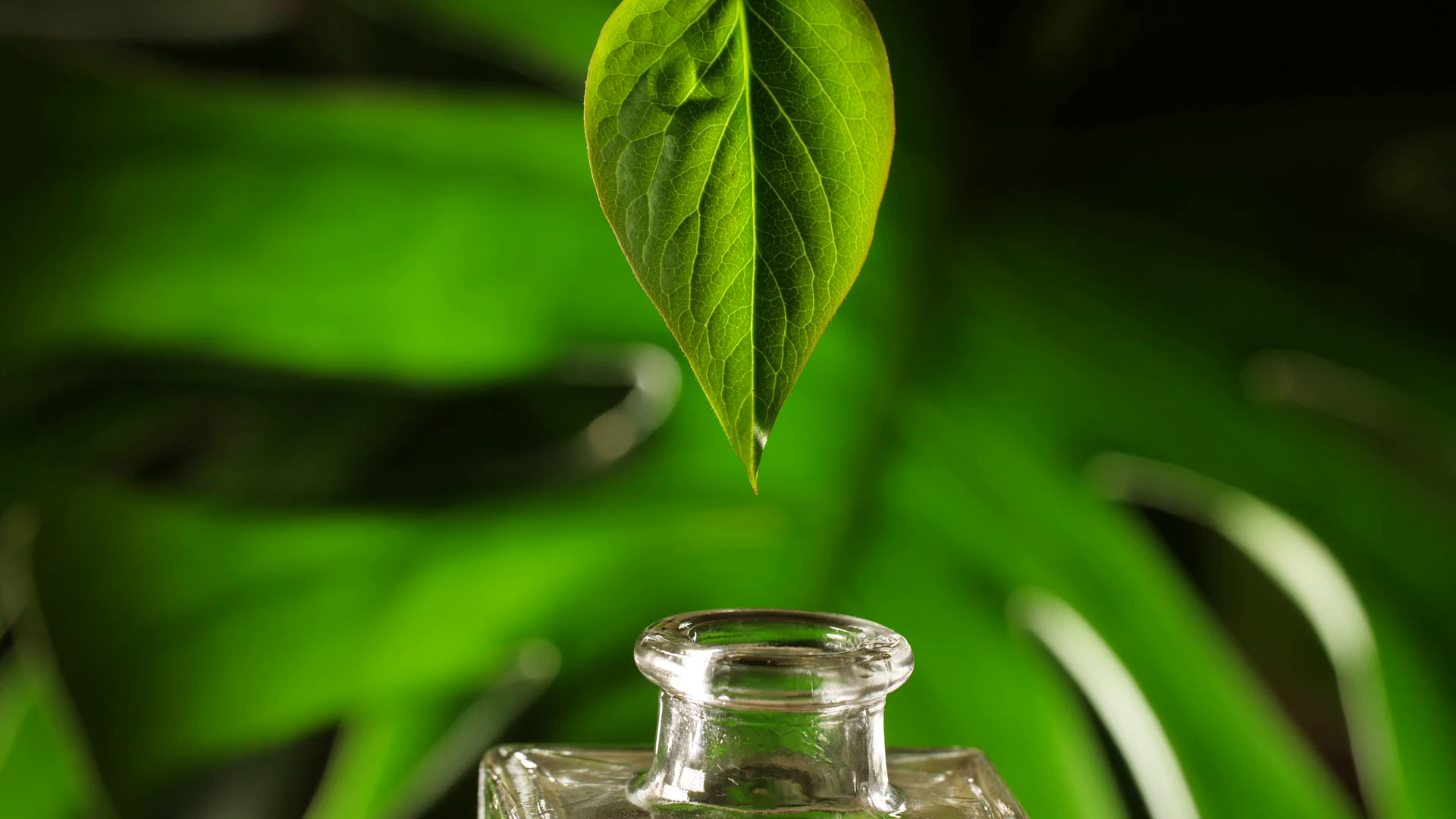 Oil Water Drop Falling Down From Leaf To Stock Footage SBV-338367254 ...