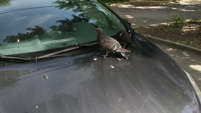 Bird Poop Stock Footage: Royalty-Free Video Clips - Storyblocks