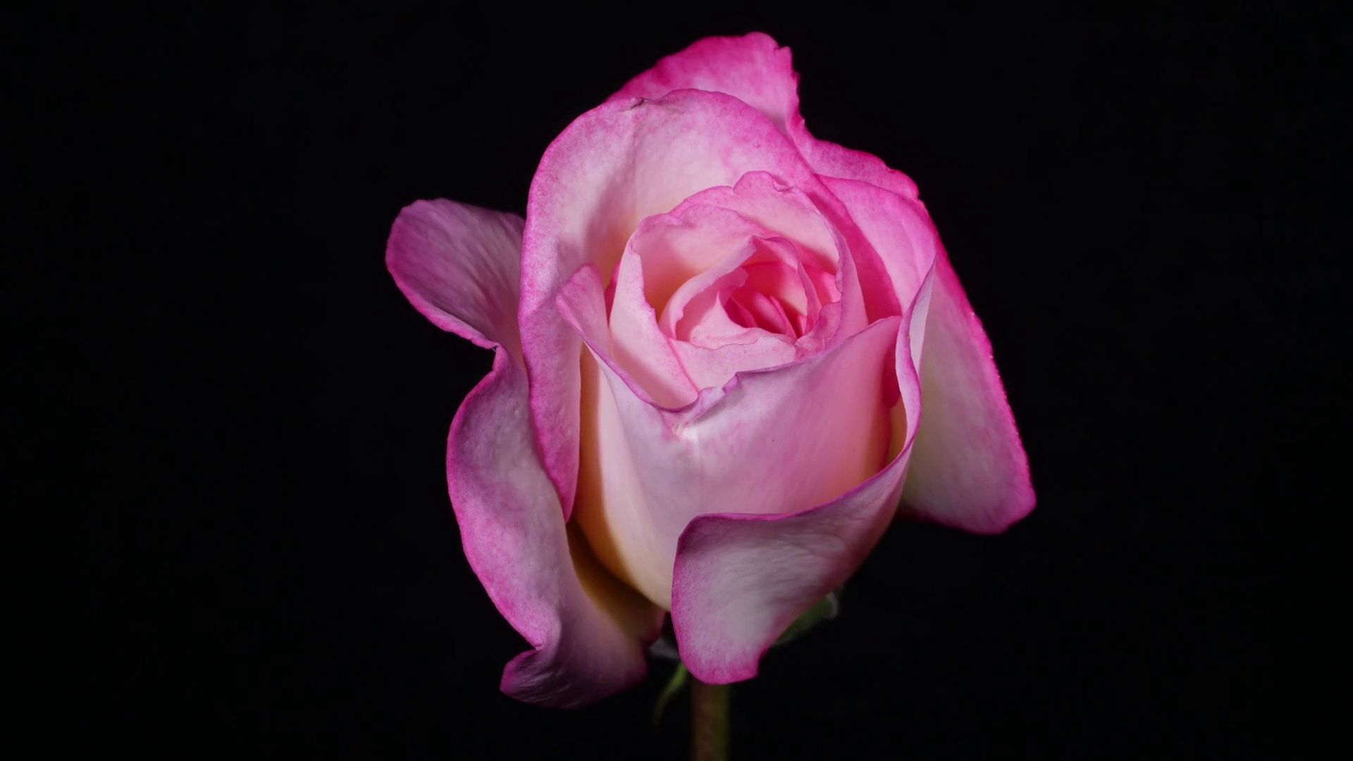 Pink Rose Blossoming At Spring Stock Footage SBV-336021389 - Storyblocks