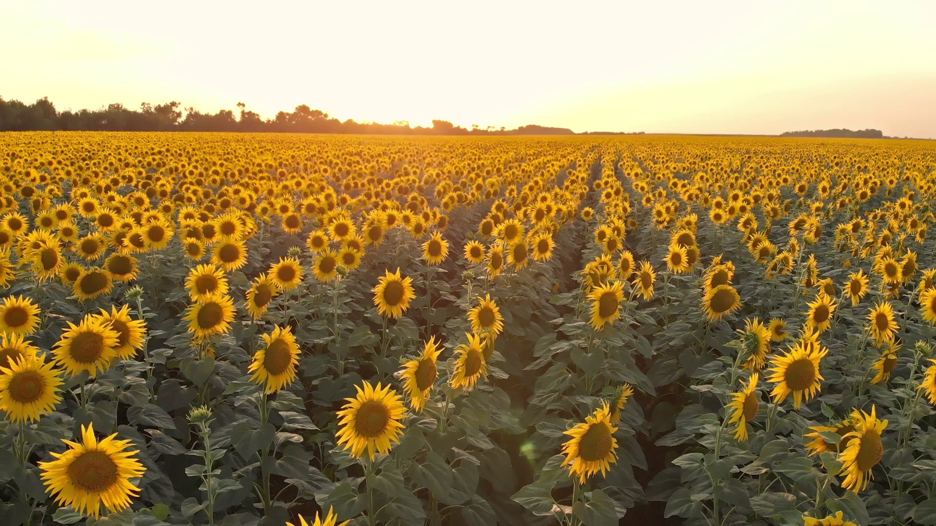Sunflower Field Aerial View Stock Footage SBV-325592024 - Storyblocks