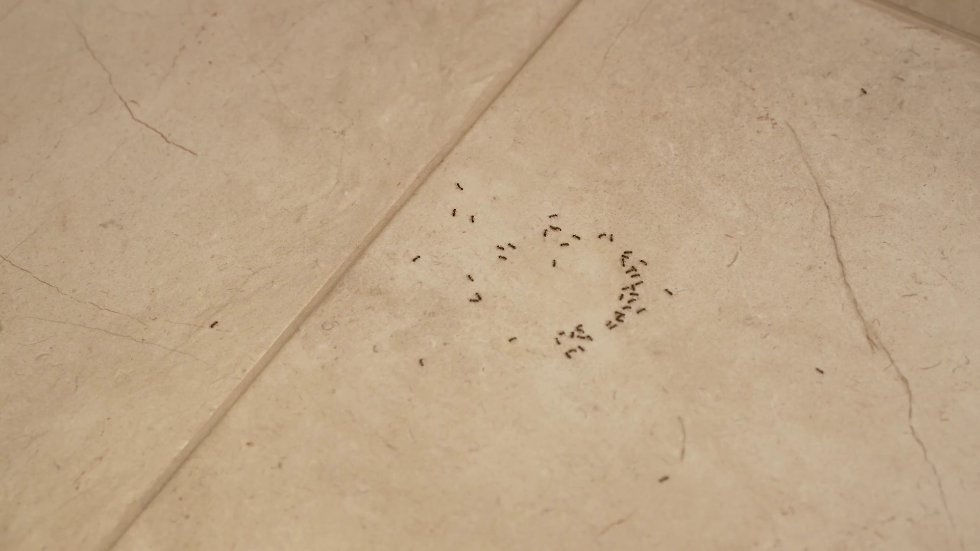 Sweep Ants With Broom Stock Footage SBV-346611291 - Storyblocks