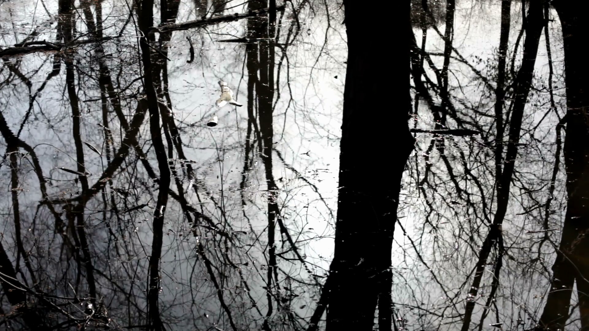 Abstract Reflection Of Tree Shadows Stock Footage SBV-301082496 ...