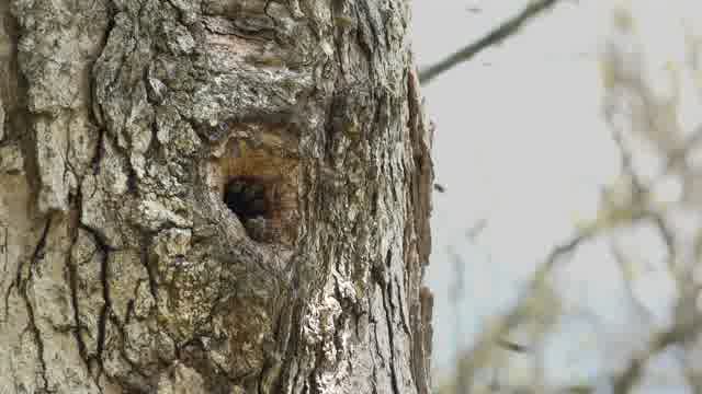 Impact Of A Bullet On Trees Stock Footage: Royalty-Free Video Clips ...