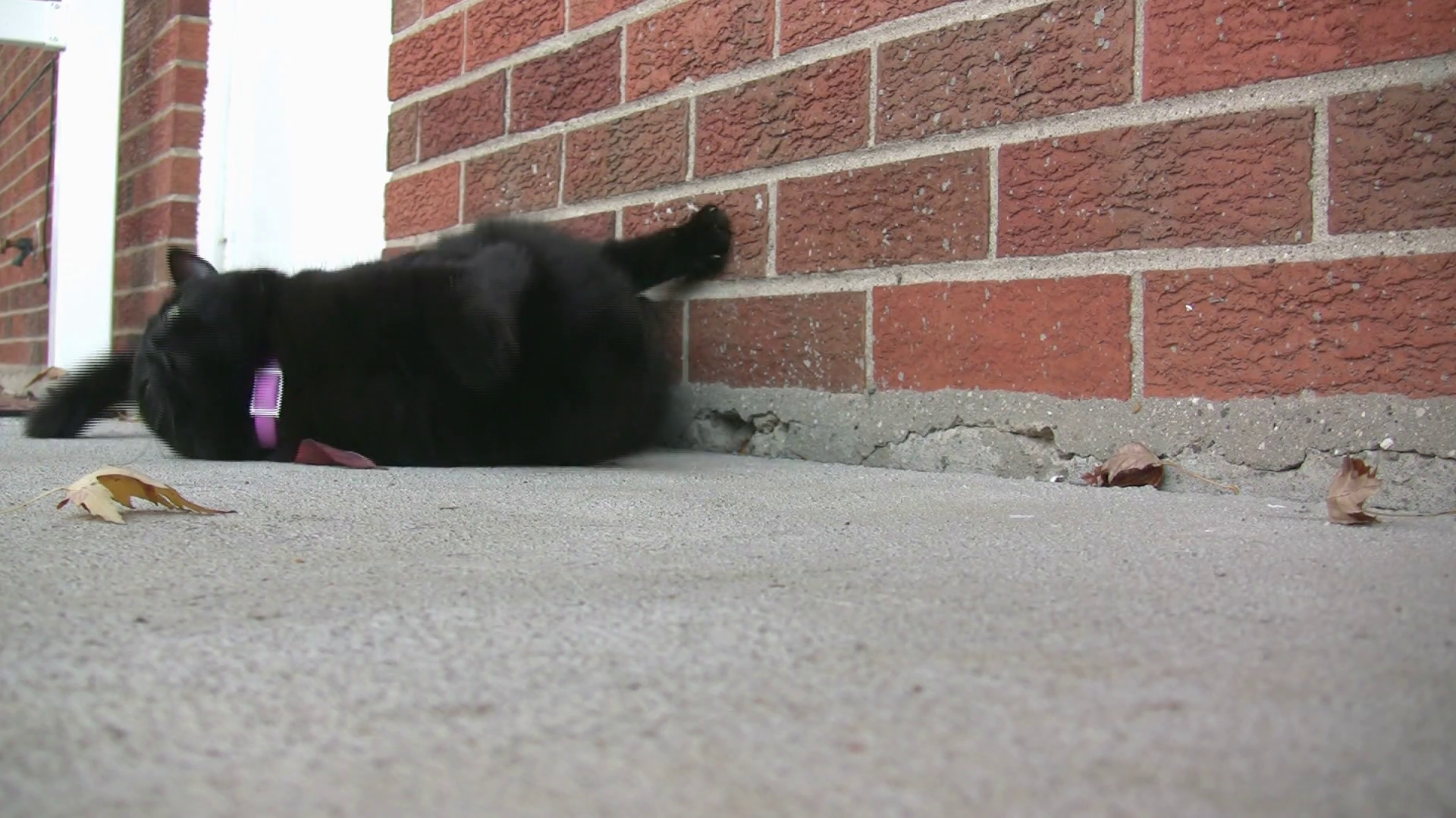 Black Cat Rolling Around In Front Of House Stock Footage SBV-300817626 ...