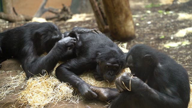 Primates Stock Footage: Royalty-Free Video Clips - Storyblocks