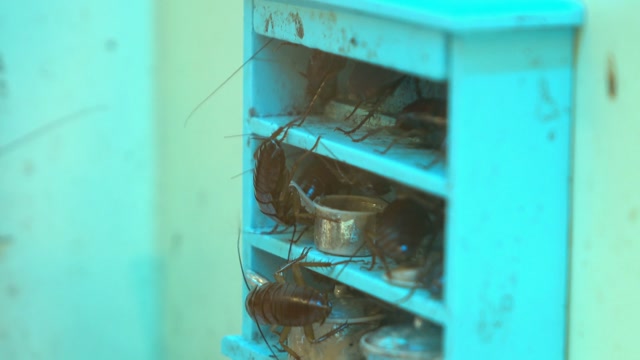 Cockroaches In House Stock Footage: Royalty-Free Video Clips - Storyblocks