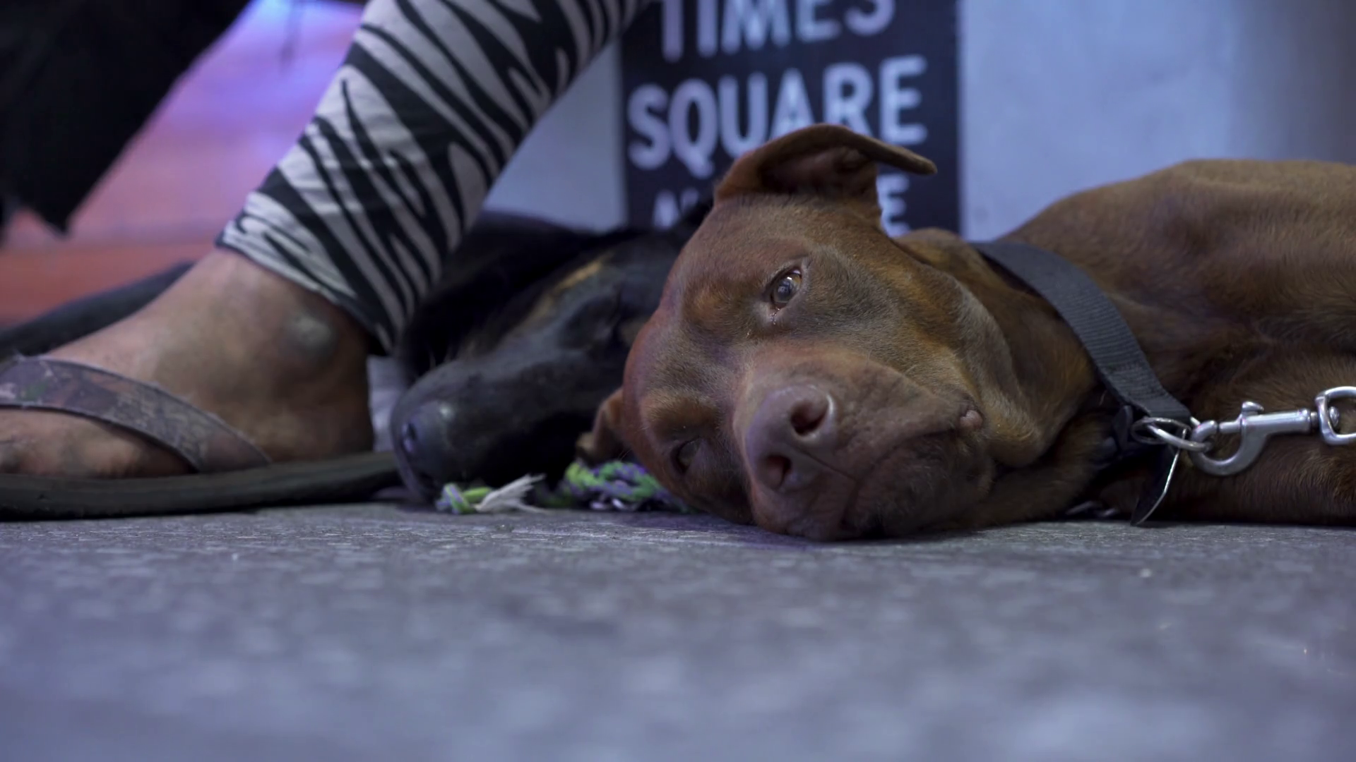 Dog Laying On Sidewalk In Busy City With Stock Footage SBV-307719874 ...