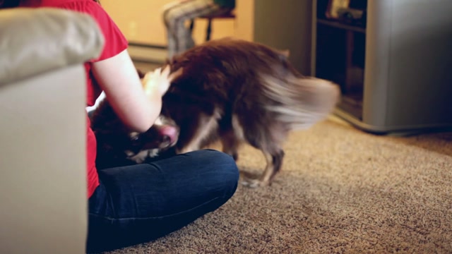 Dog Playing With Owner At Home Stock Footage: Royalty-Free Video Clips ...
