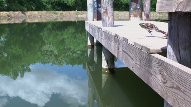 Frog Jumping Stock Footage: Royalty-Free Video Clips - Storyblocks