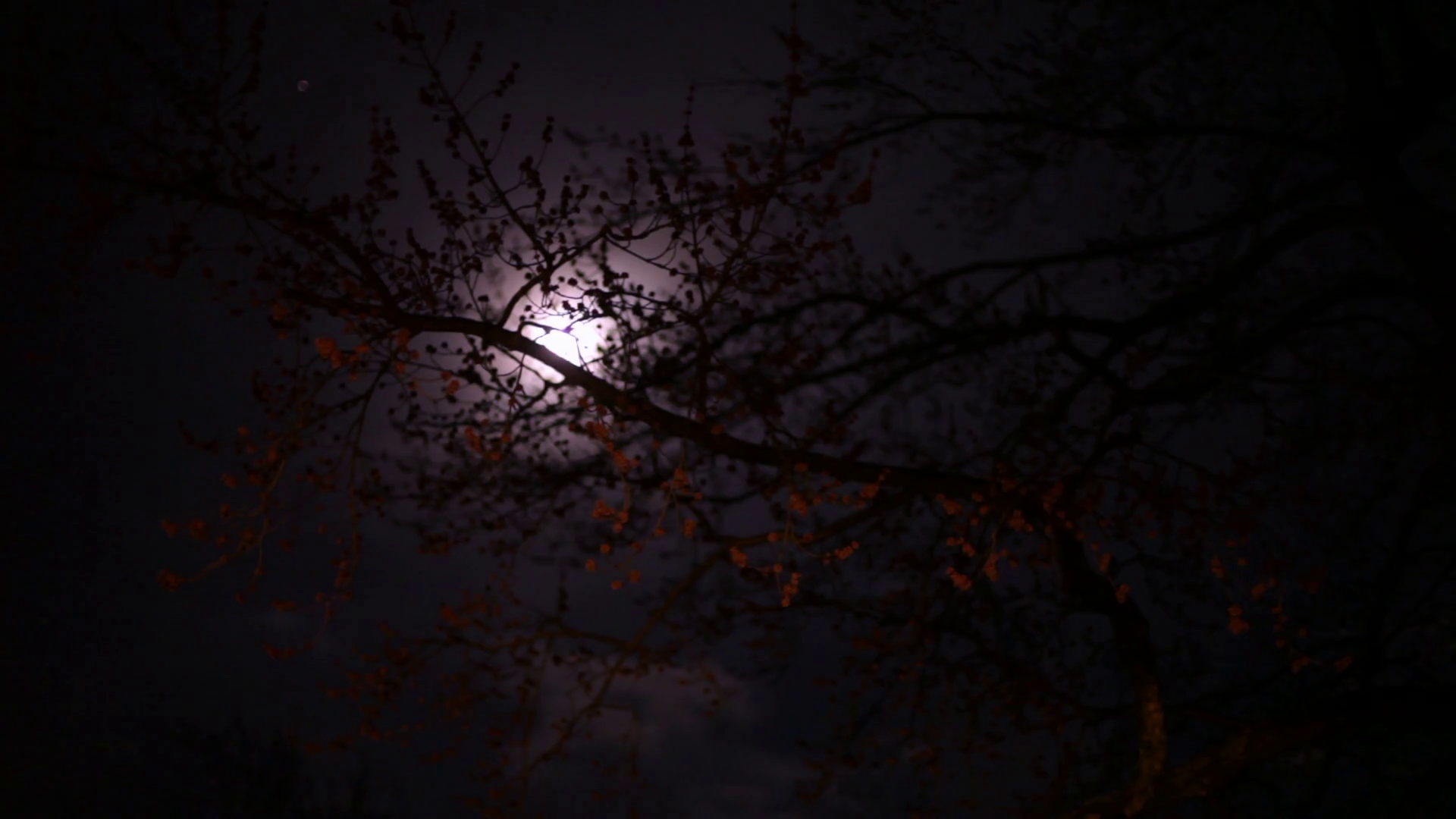 Full Moon Behind Tree Stock Footage SBV-301105815 - Storyblocks