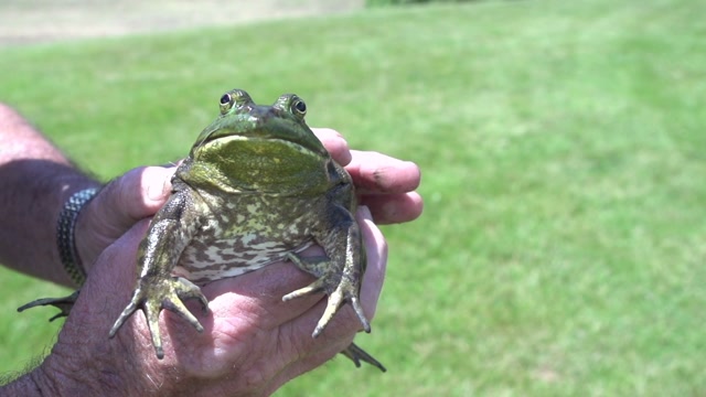 Frog In Hand Stock Footage: Royalty-Free Video Clips - Storyblocks