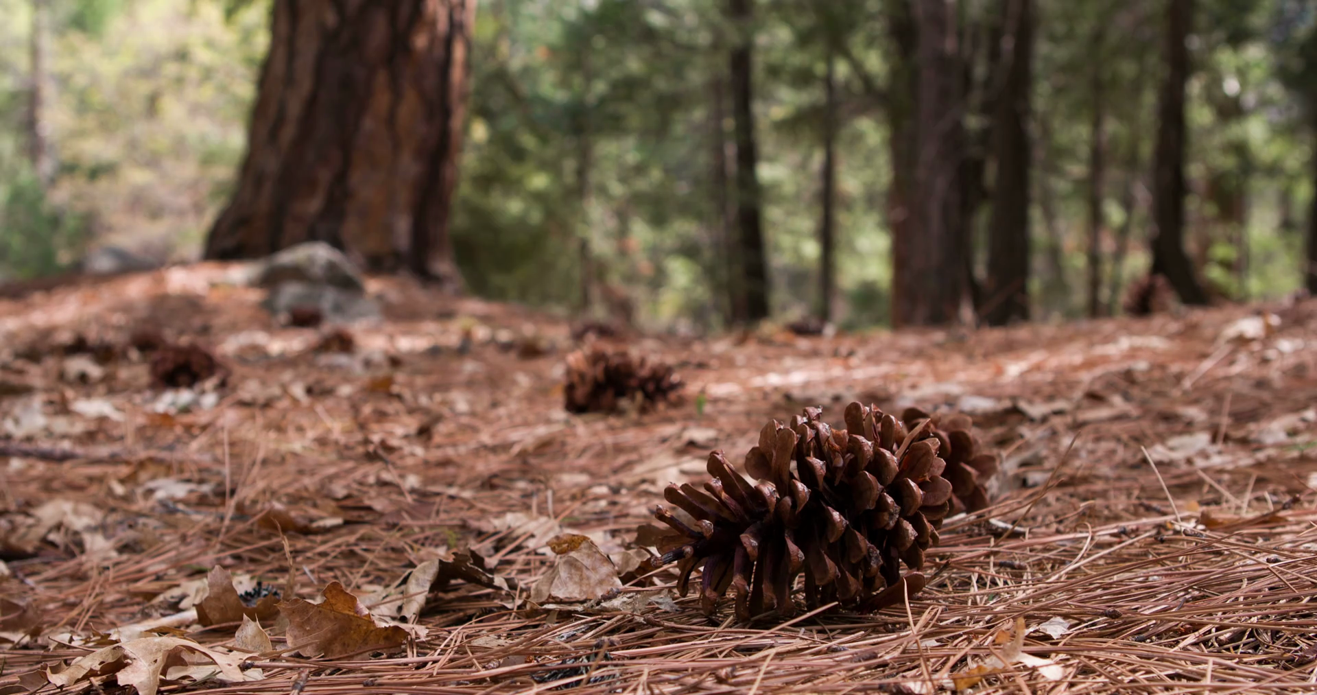 Large Pinecone On Forest Floor 4k Stock Footage SBV-300225957 - Storyblocks