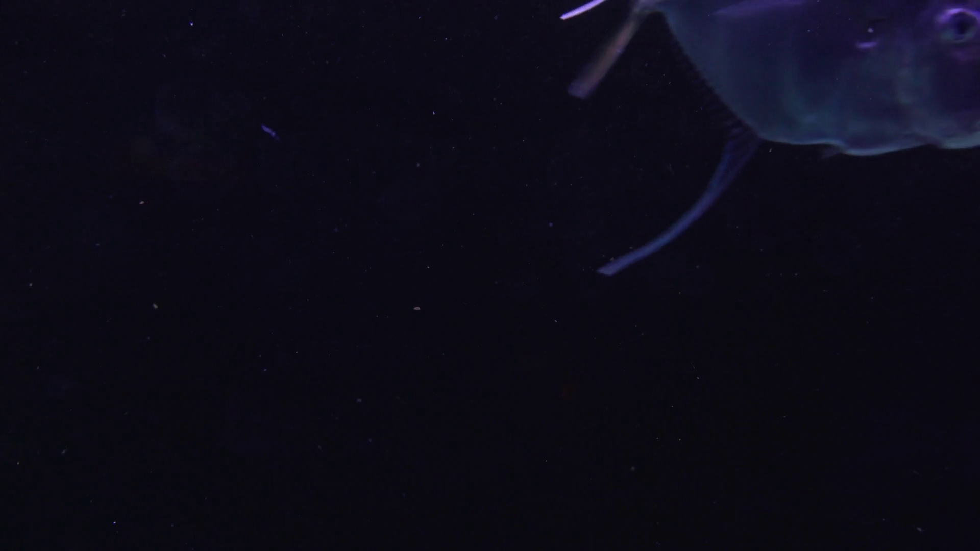 Lookdown Fish In Aquarium Swimming 4k Stock Footage SBV-312578609 ...