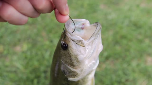 Catch Head Stock Footage: Royalty-Free Video Clips - Storyblocks