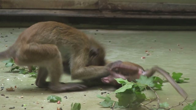 Monkeys Fight Stock Footage: Royalty-Free Video Clips - Storyblocks