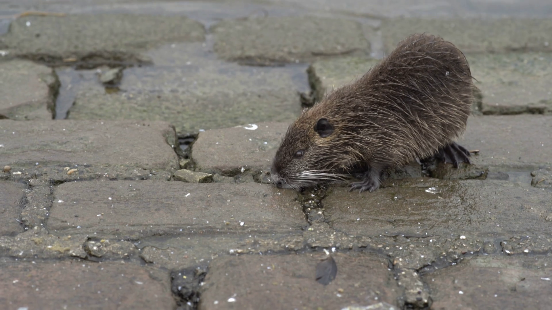 Nutria Rodent Walking Along Side Water Stock Footage SBV-310358567 ...