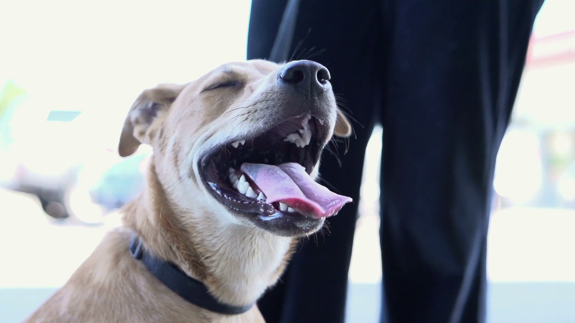 Panting Dog In Slow Motion Stock Footage SBV-301110232 - Storyblocks