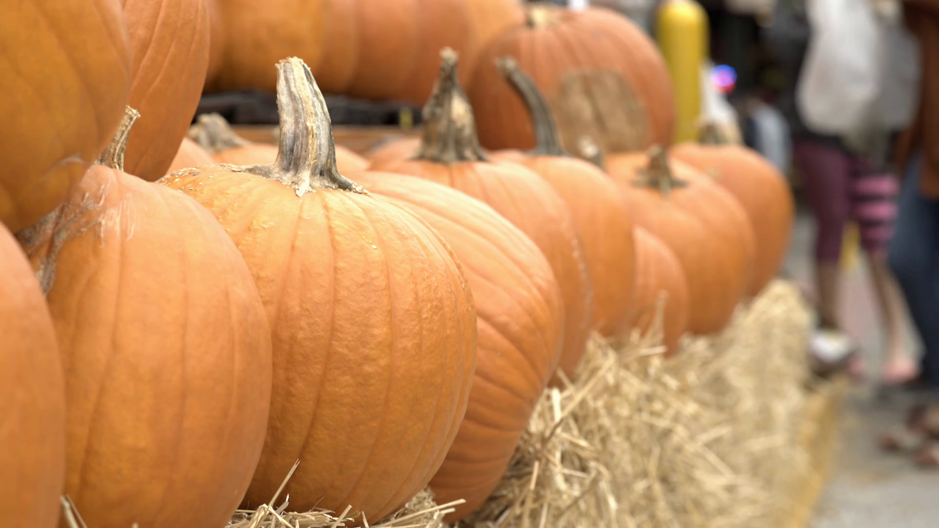 Pumpkins Sale At Farmers Market 4k Stock Footage SBV-310358614 ...
