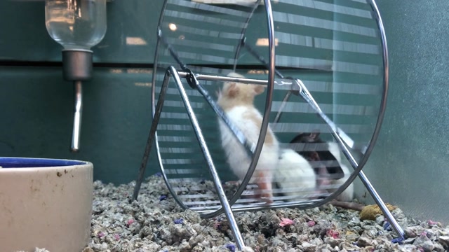 Rat Running Stock Footage: Royalty-Free Video Clips - Storyblocks