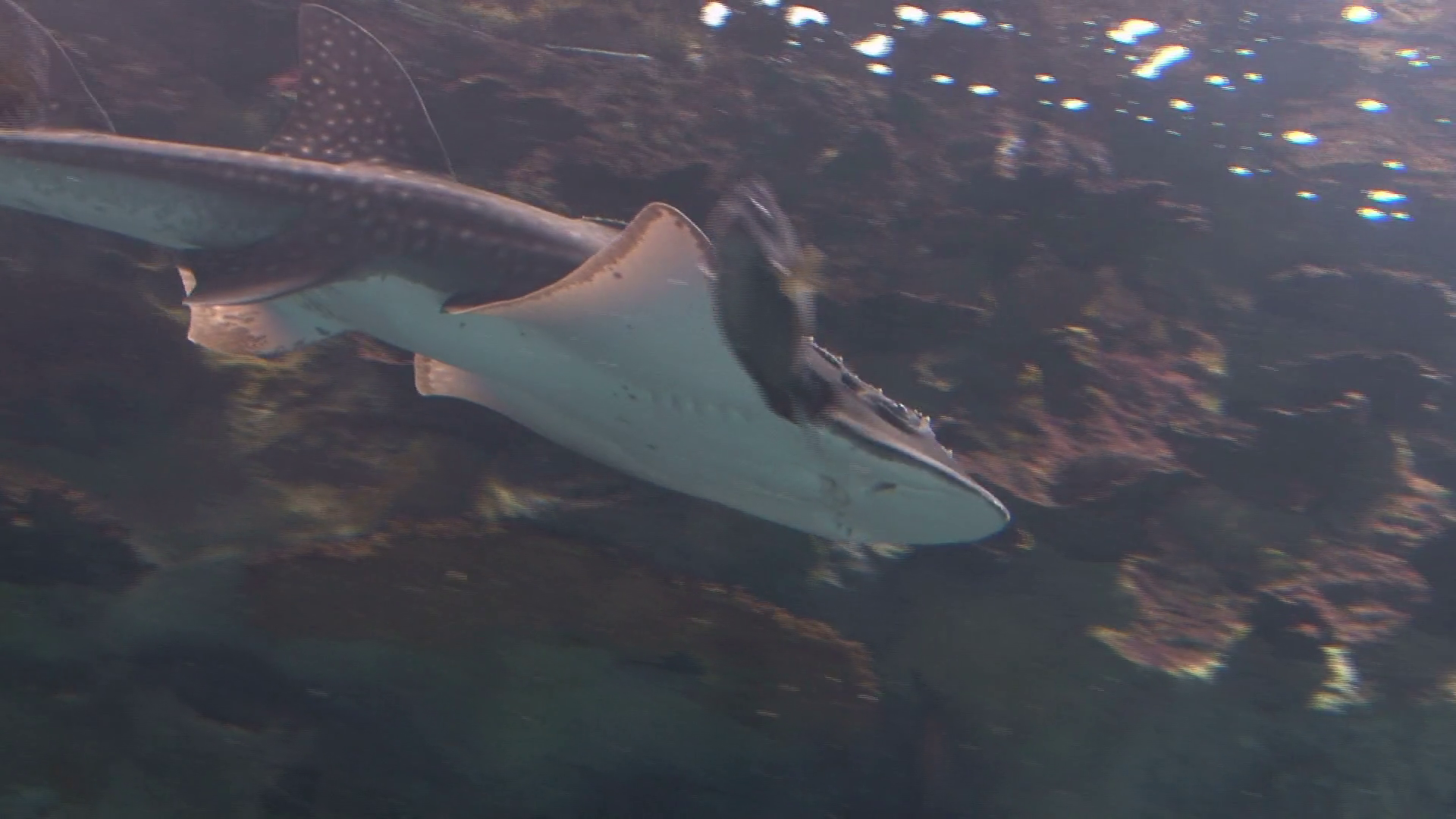 Shark Ray Swimming In Water Stock Footage SBV-301058714 - Storyblocks