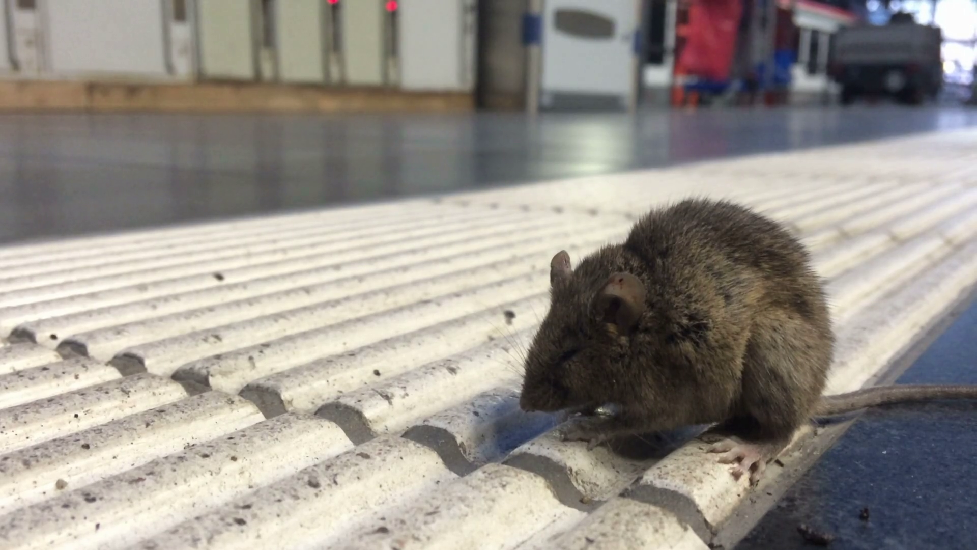 Sick Mouse On Ground At Train Station Stock Footage SBV-300225993 ...