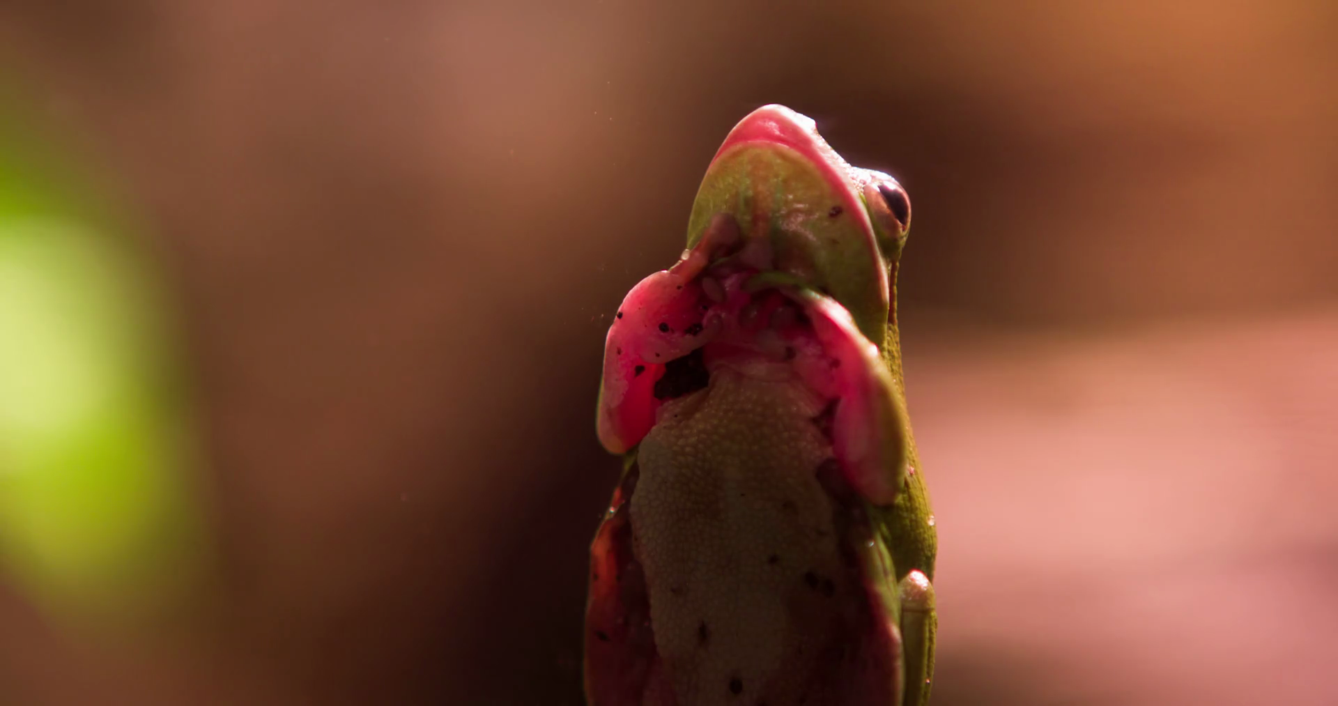 Tree Frog Sitting On Window Close Up 4k Stock Footage SBV-301411629 ...
