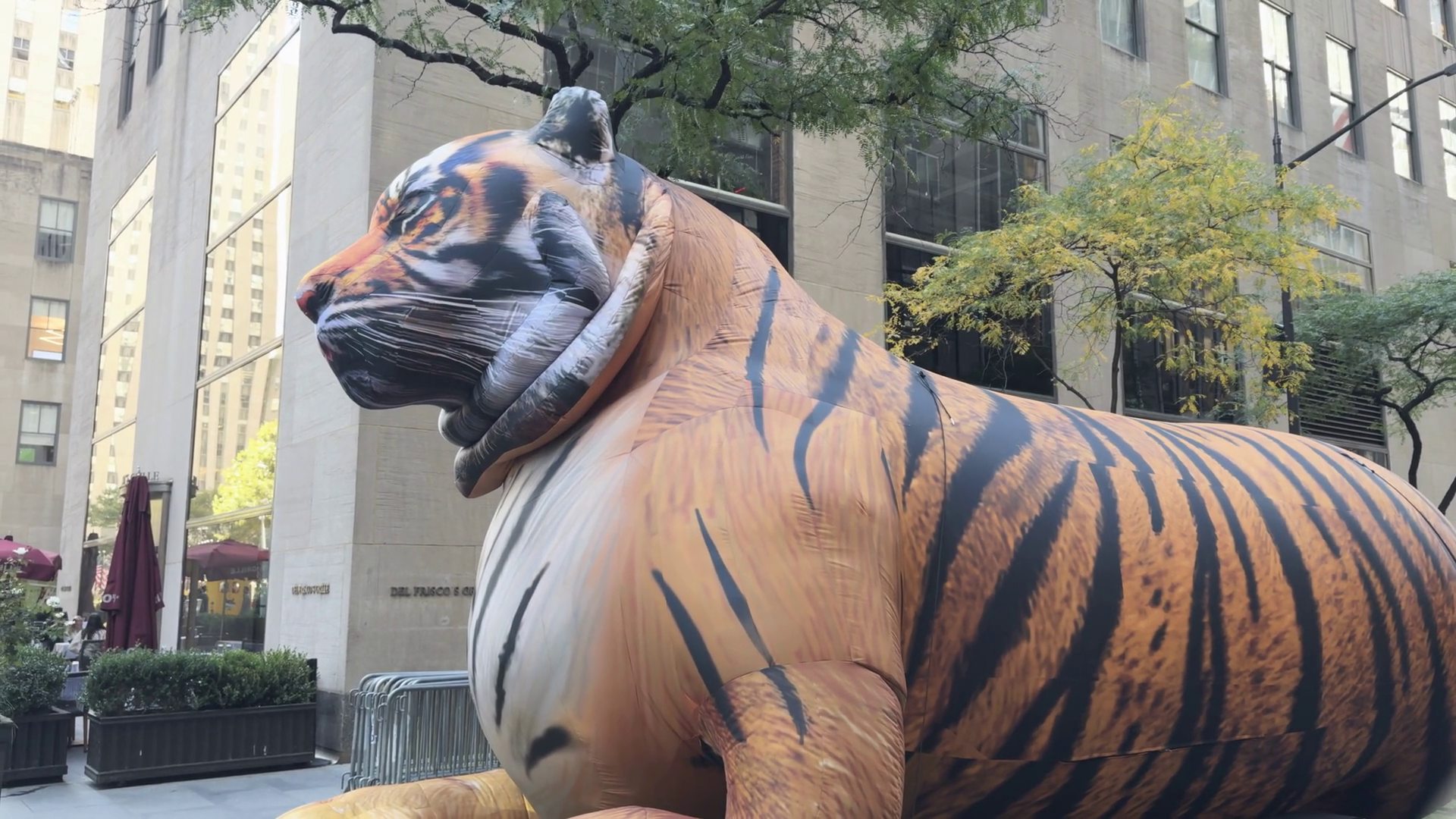 Tyla Deluxe Album Promotional Tiger Driving Stock Footage SBV-352043483 ...