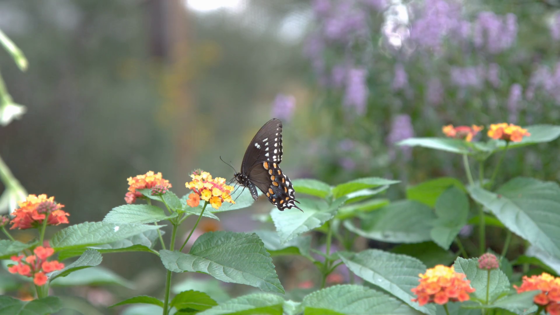 Serene Garden Scene With Butterflies In Slow Stock Footage SBV ...