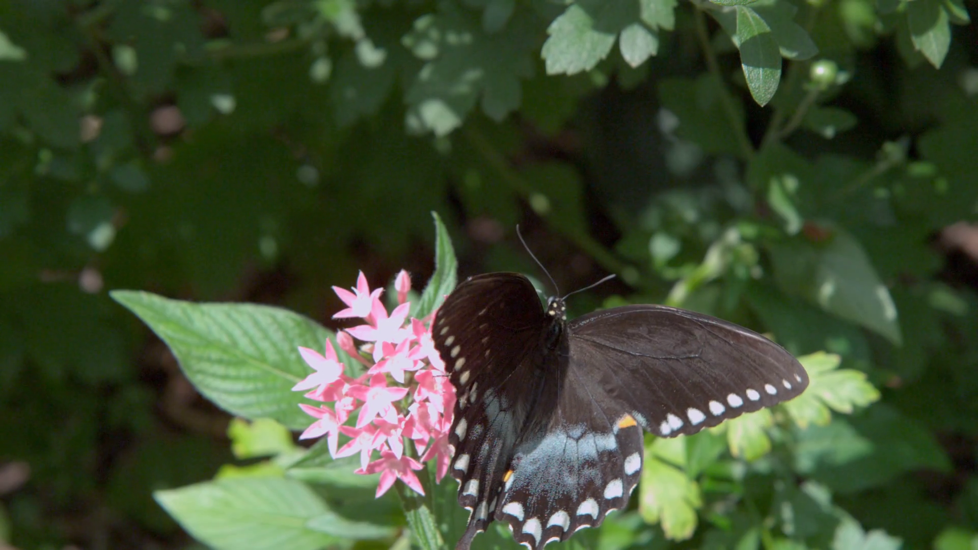 Butterfly Taking Off From Flower Slow Motion Stock Footage SBV ...