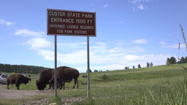 Bison Custer State Park Stock Footage: Royalty-Free Video Clips ...