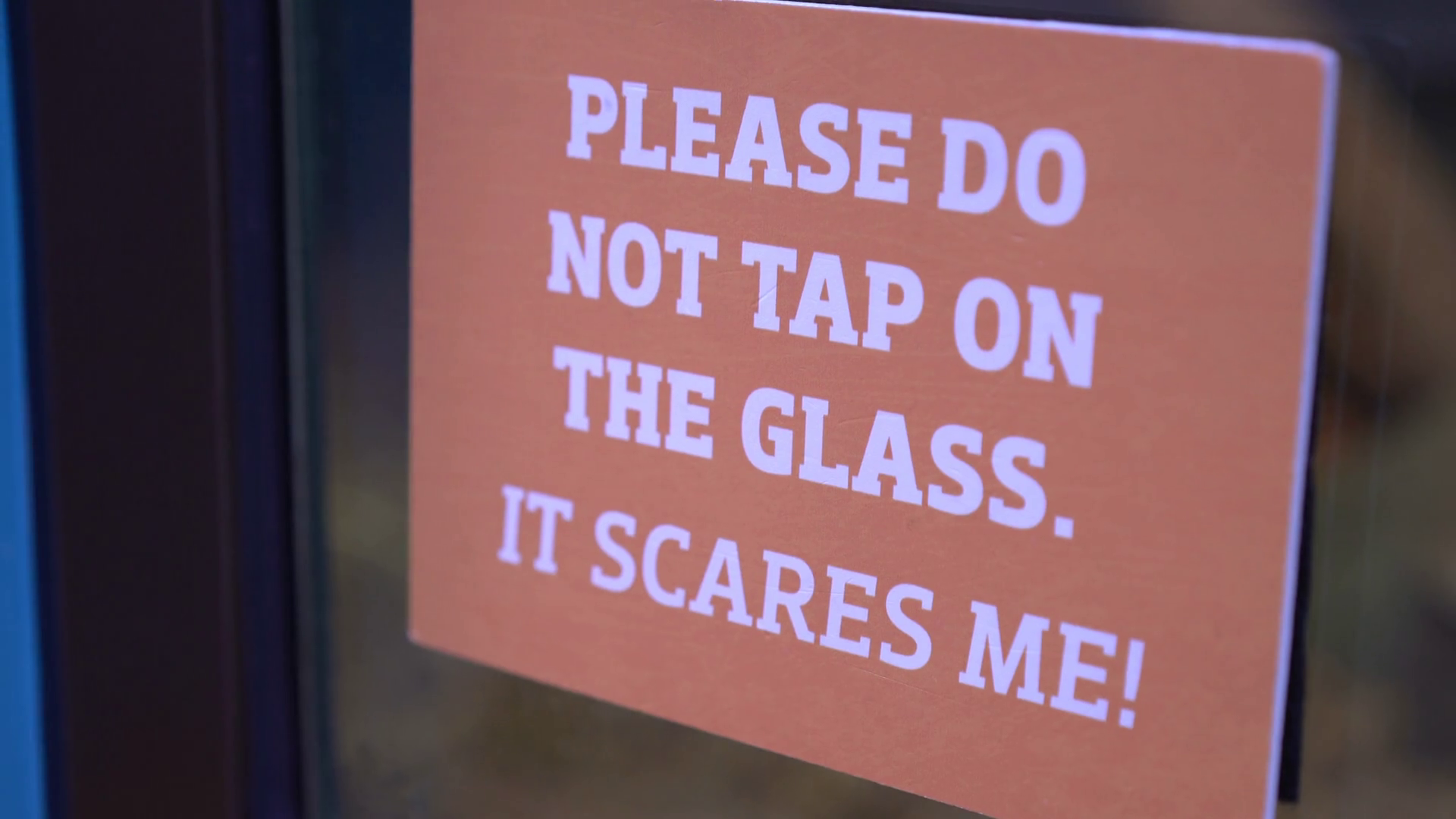 Do Not Tap On Glass Sign Animal Cage 4k Stock Footage SBV 338834638