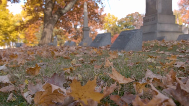 Tree Leaves Cemetery Stock Footage: Royalty-Free Video Clips - Storyblocks