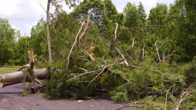 Fallen Tree Limbs Stock Footage: Royalty-Free Video Clips - Storyblocks