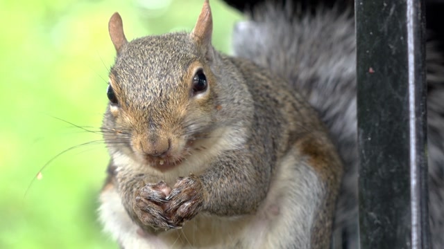 Eating Junk Food | Animals stock footage - Storyblocks