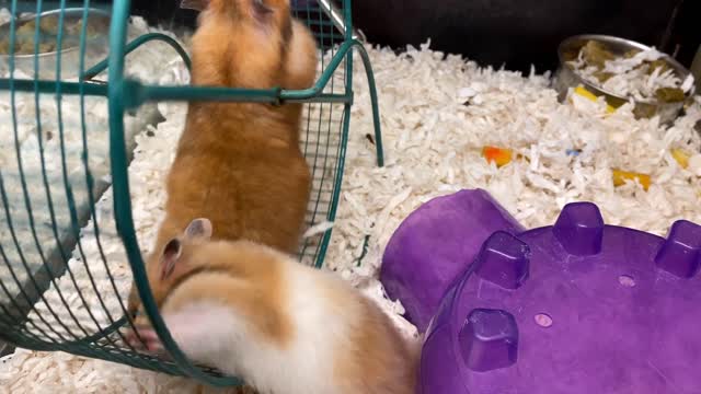 Hamster Stock Footage: Royalty-Free Video Clips - Storyblocks