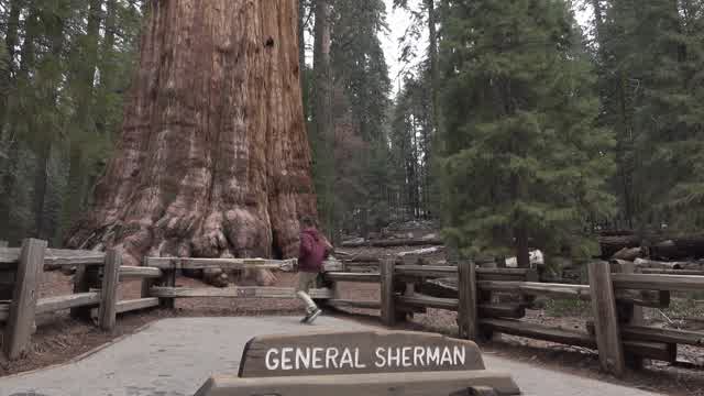 General Sherman Tree Stock Footage: Royalty-Free Video Clips - Storyblocks