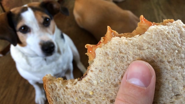 Animal Breading Stock Footage: Royalty-Free Video Clips - Storyblocks