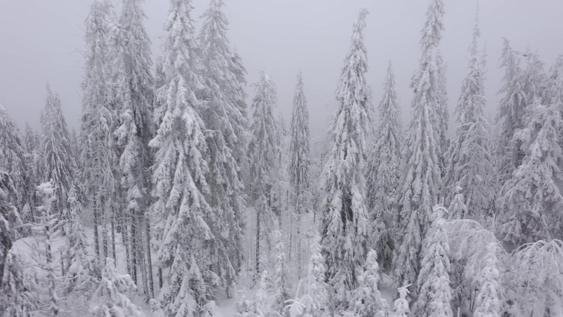 Flying through a winter fairy forest in winter foggy weather Stock ...