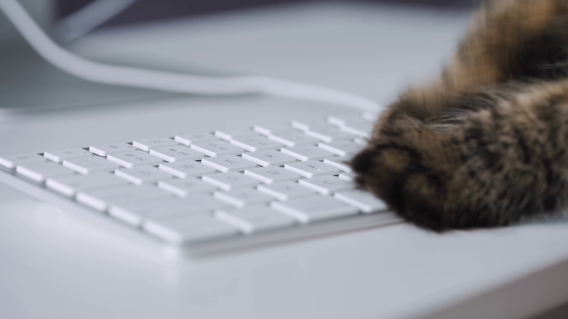 Tabby cat is typing text on a computer keyboard Stock Video Footage 00: ...