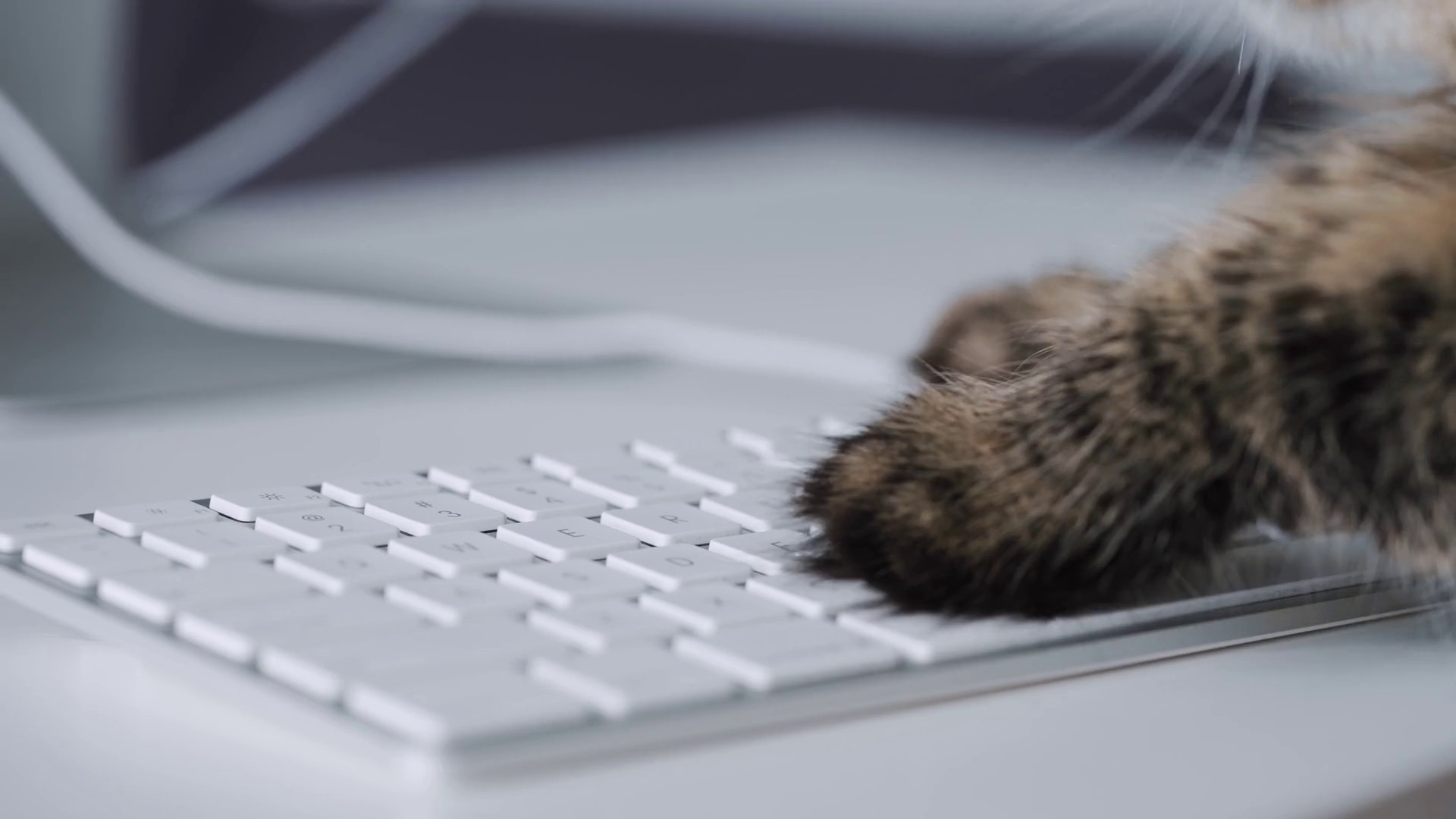 Tabby Cat Is Typing Text On Computer Keyboard Stock Footage SBV ...