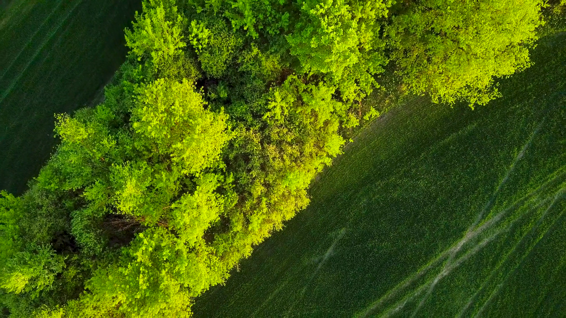 Top view of a green field and trees at sunset Stock Video Footage 00:23 ...