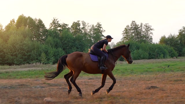 Woman Riding Horse In A Field Stock Footage: Royalty-Free Video Clips ...