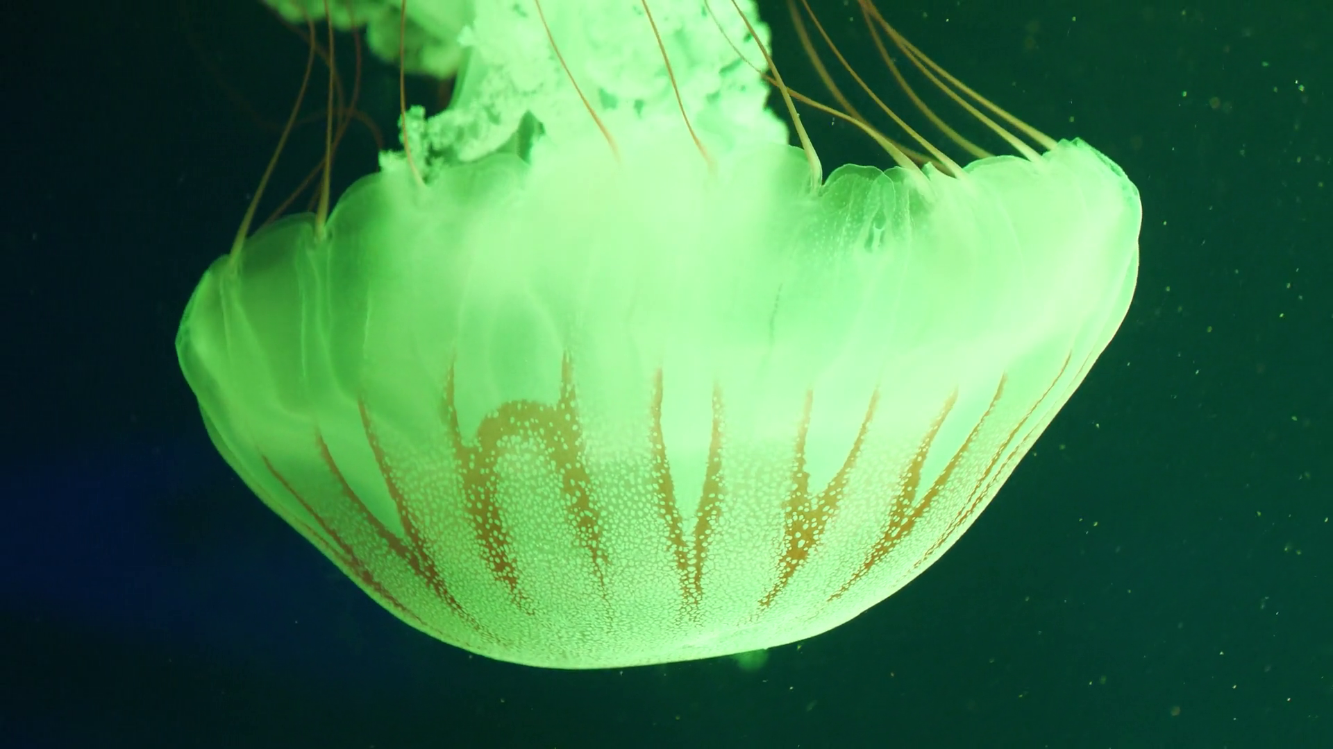 Medusa Swims Underwater Beautiful Jellyfish Stock Footage SBV-349107904 ...