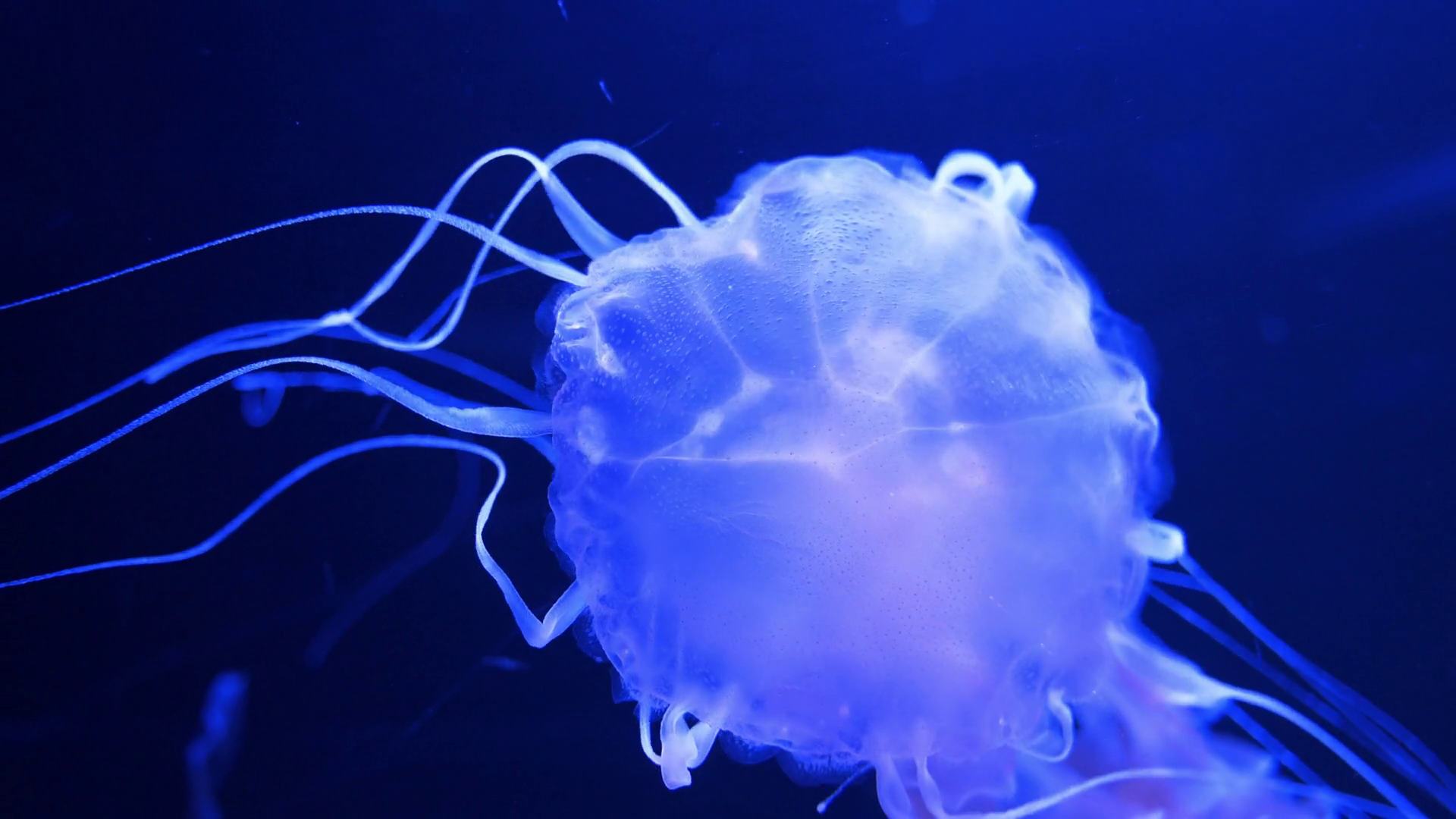 Medusa Swims Underwater Beautiful Jellyfish Stock Footage SBV-349291512 ...