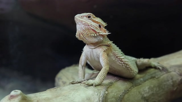 Angry Boy Stock Footage: Royalty-Free Video Clips - Storyblocks