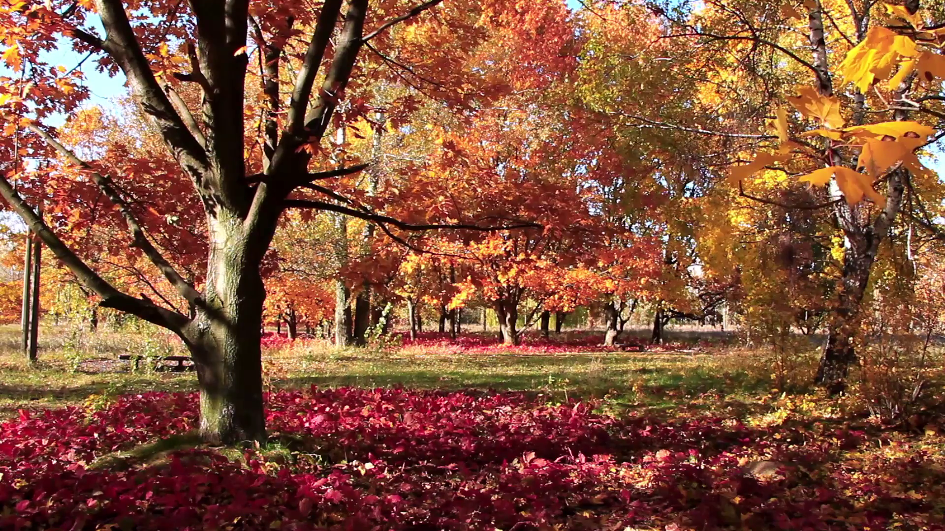 Beautiful Autumn Amazing Beautiful Trees Stock Footage SBV-304821494 ...