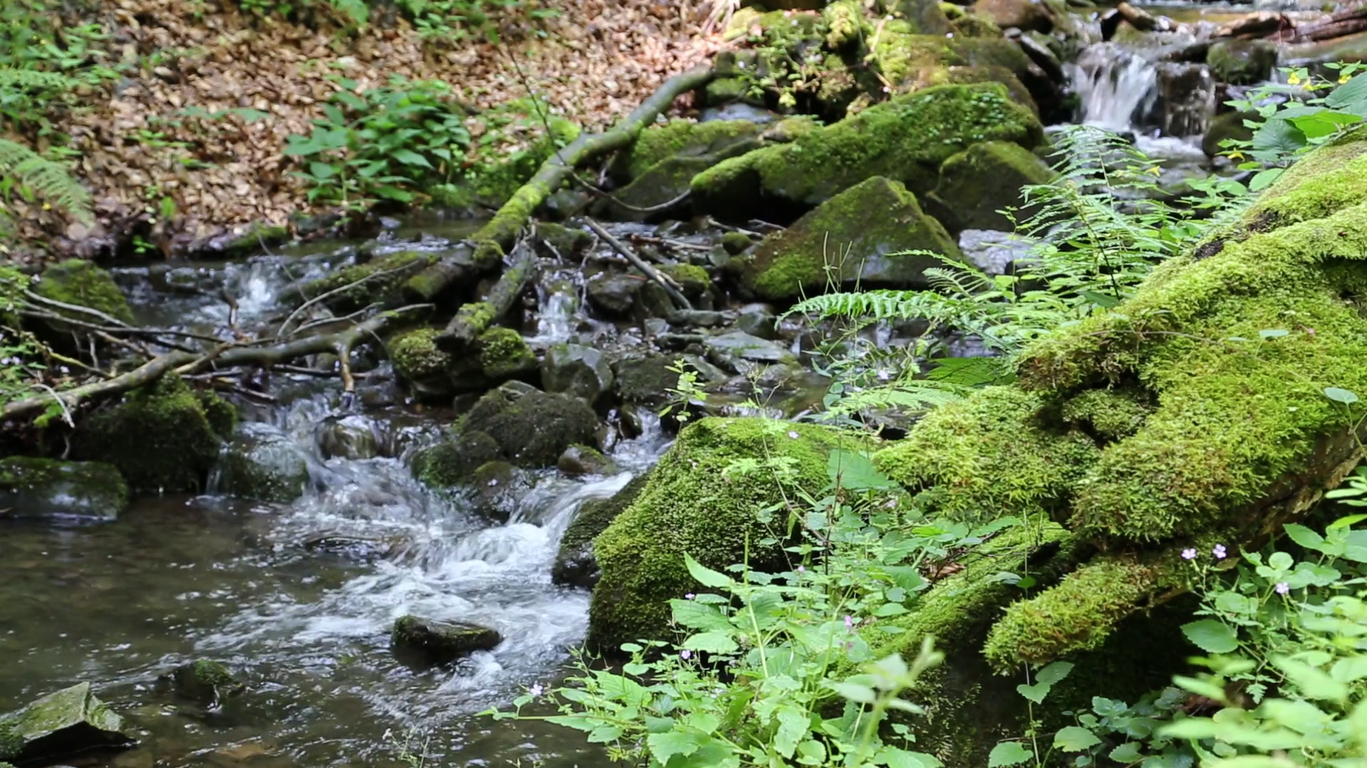 Beautiful Small River In Forest Stock Footage SBV-304870321 - Storyblocks