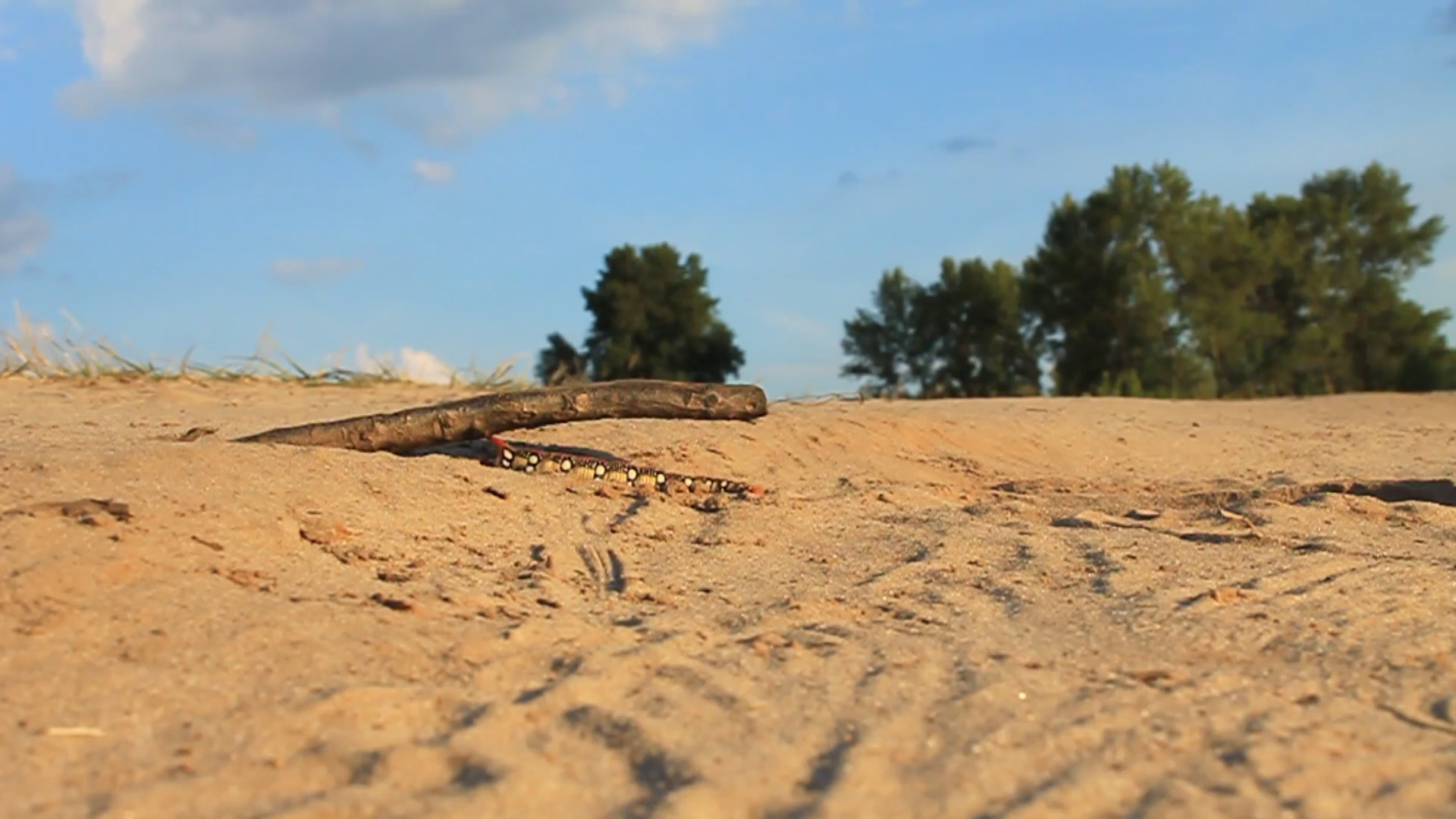 Big Caterpillar Creep On Sand Stock Footage SBV-304810385 - Storyblocks