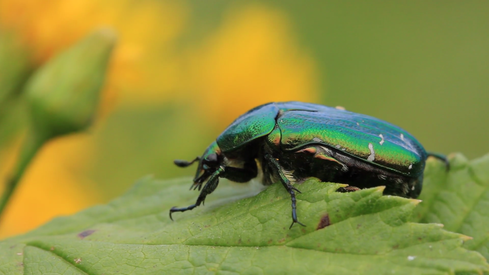 Big Green Beetle Stock Footage SBV-304832479 - Storyblocks