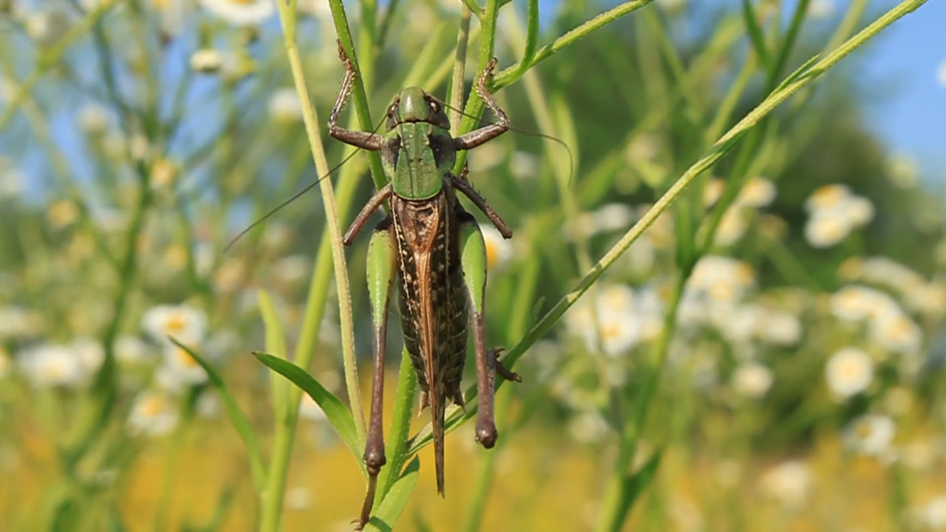 Big Green Locust On Branch Wind Stock Footage SBV-304814284 - Storyblocks